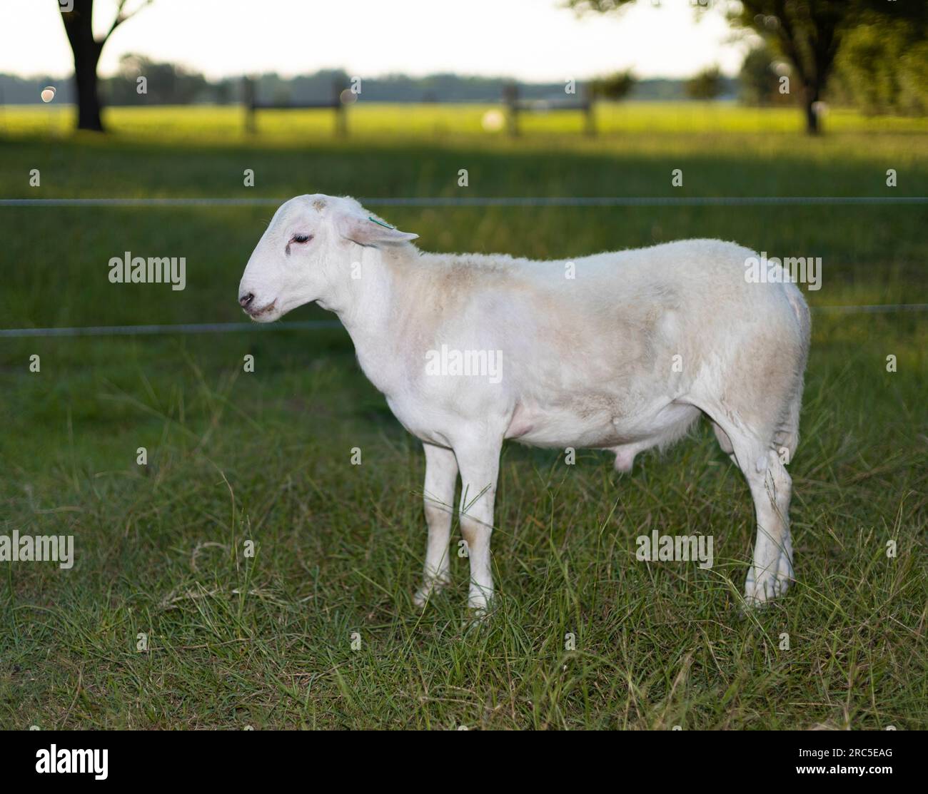 Young Katahdin sheep ram that is on a grassy field in North Carolina ...