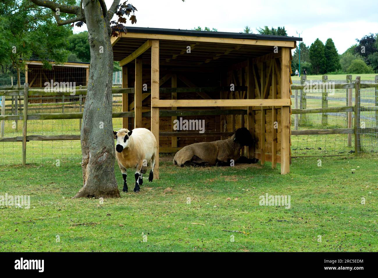 New zealand wool sheepskin hi-res stock photography and images - Alamy