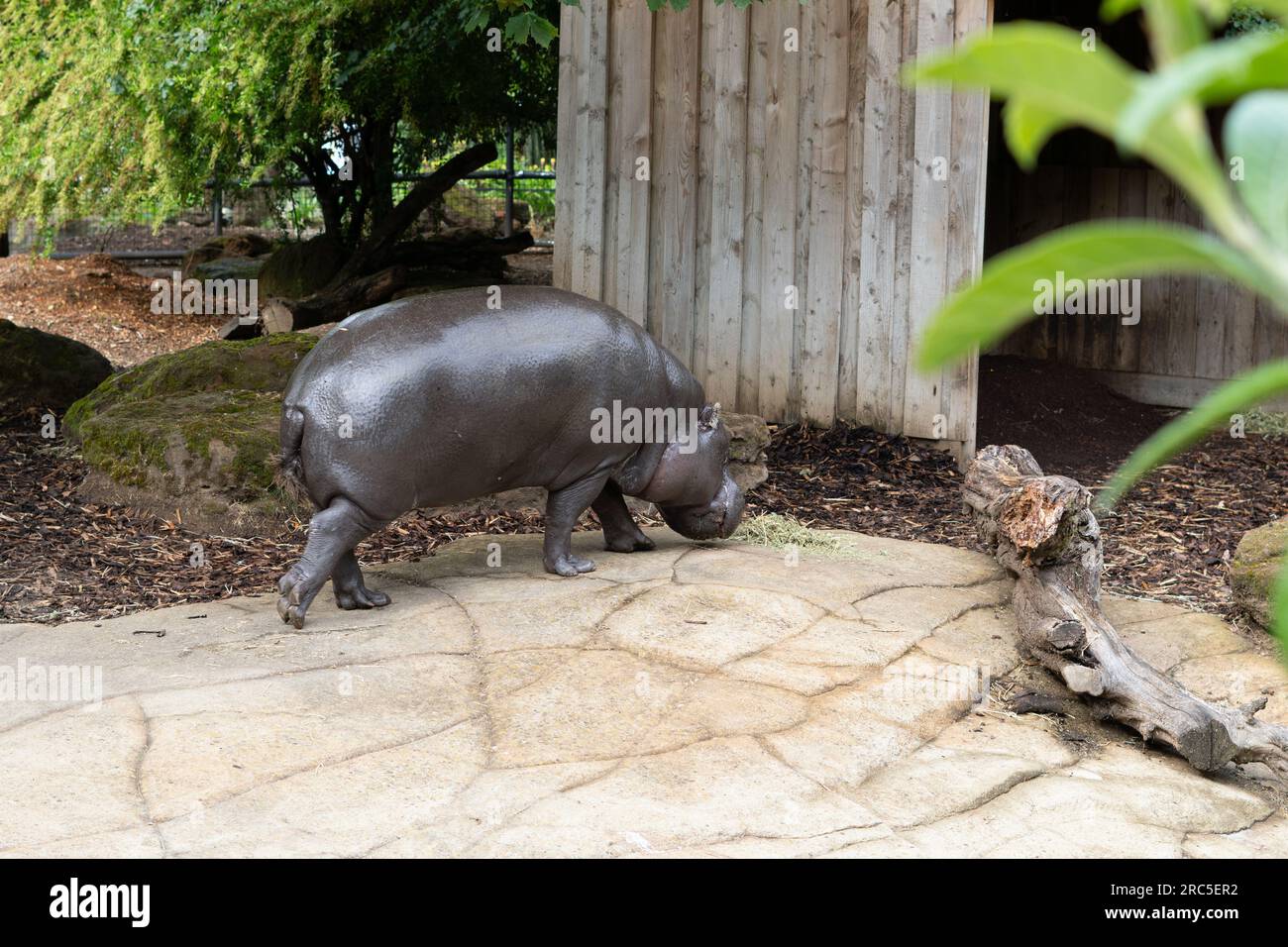 Hippopotamusaquatic hi-res stock photography and images - Alamy