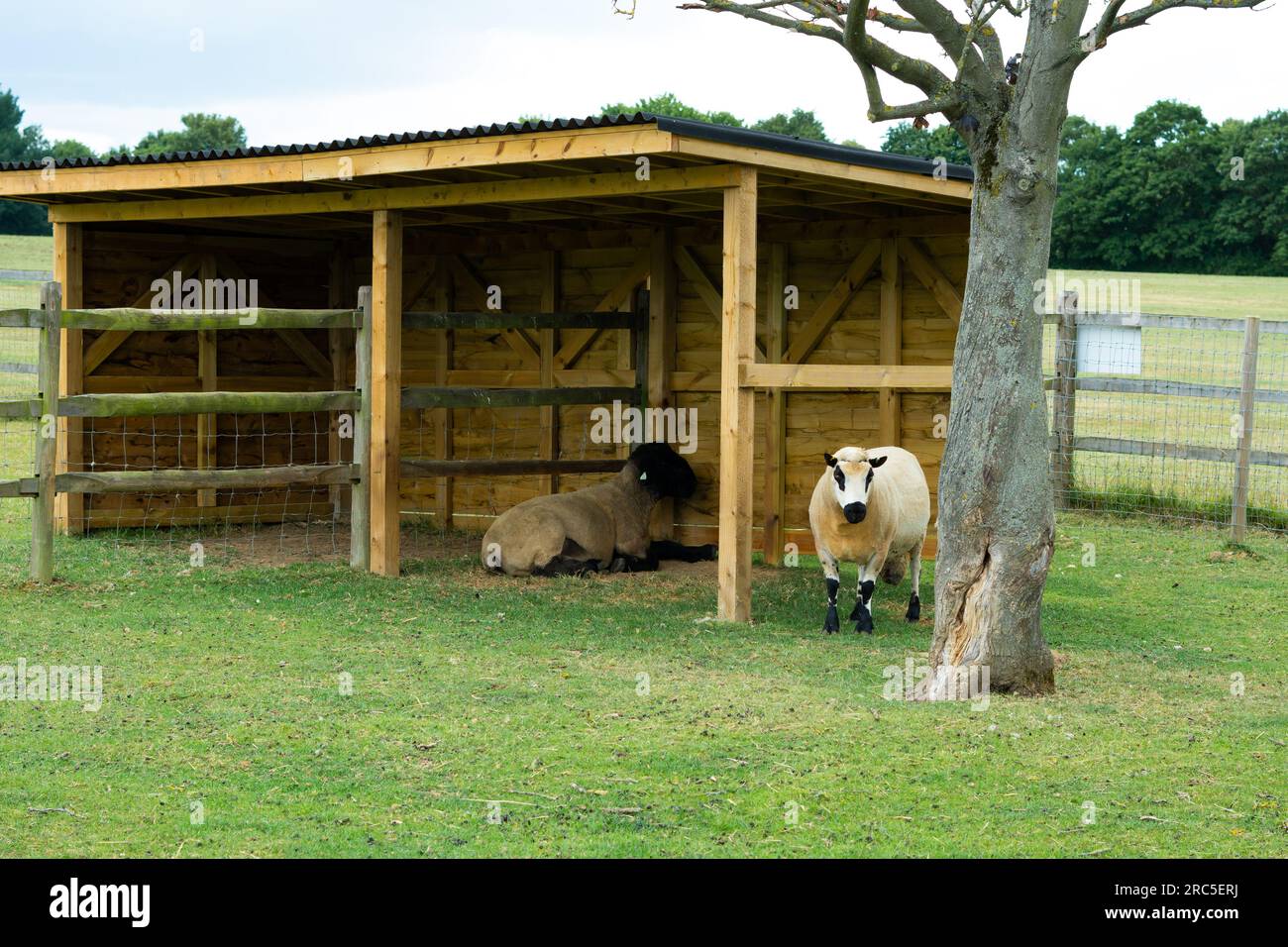 sheep in stable on the farm Stock Photo - Alamy