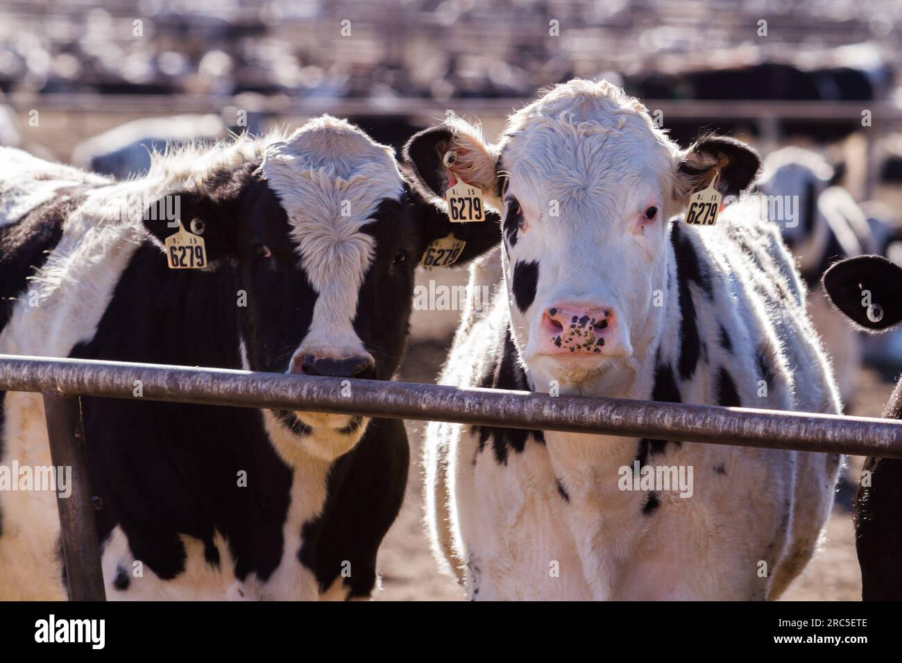 Cattle in outdoor feedlot Stock Photo - Alamy