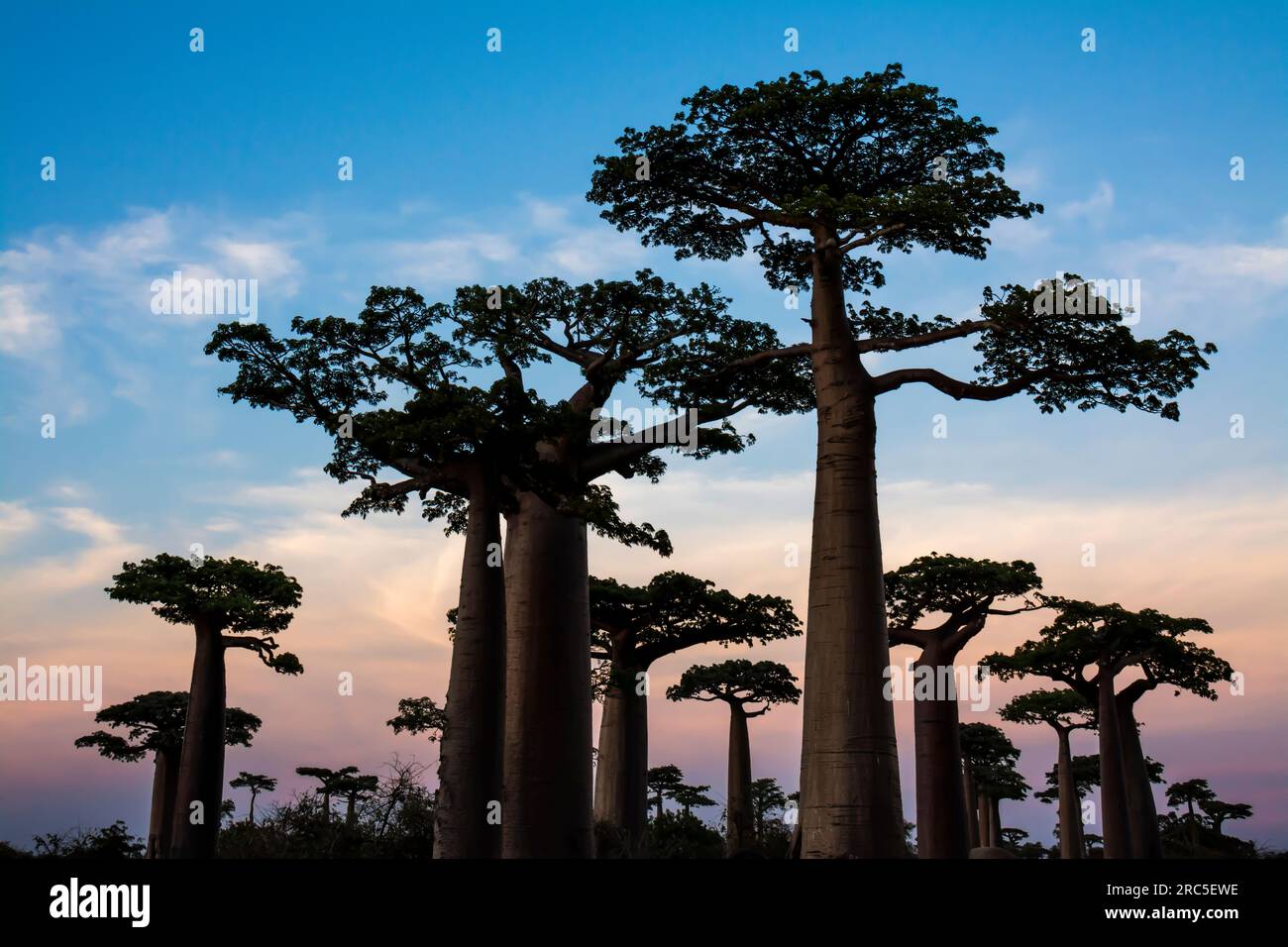 Alley of baobabs africa hi-res stock photography and images - Alamy