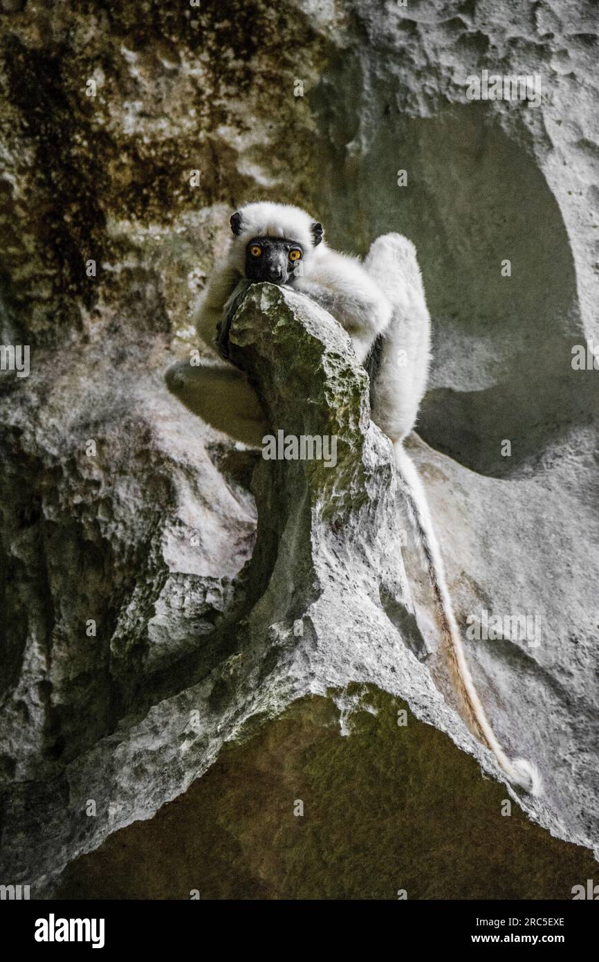 Sifaka Lemur, Reserva natural de Tsingy de Bemaraha, Madagascar Stock ...