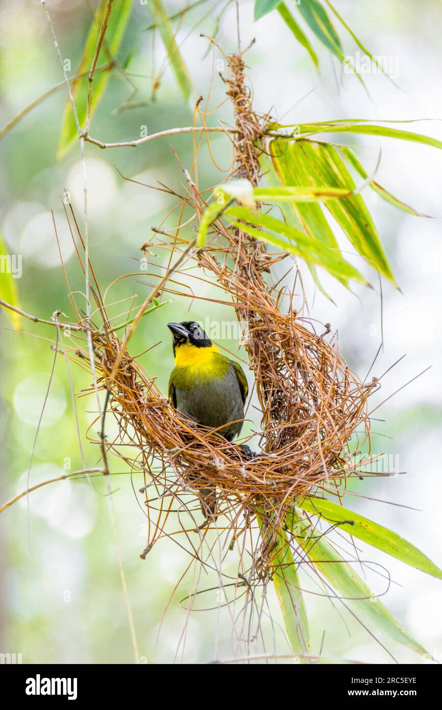 Nelicourvi Weaver Bird, Mitsinjo Park, Madagascar Stock Photo - Alamy