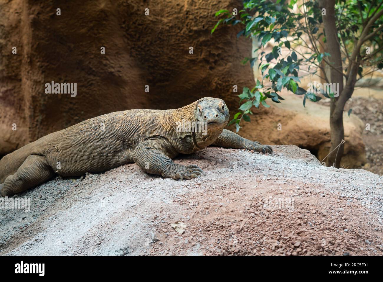 reptile laying on the stone in the zoo,varan Stock Photo - Alamy