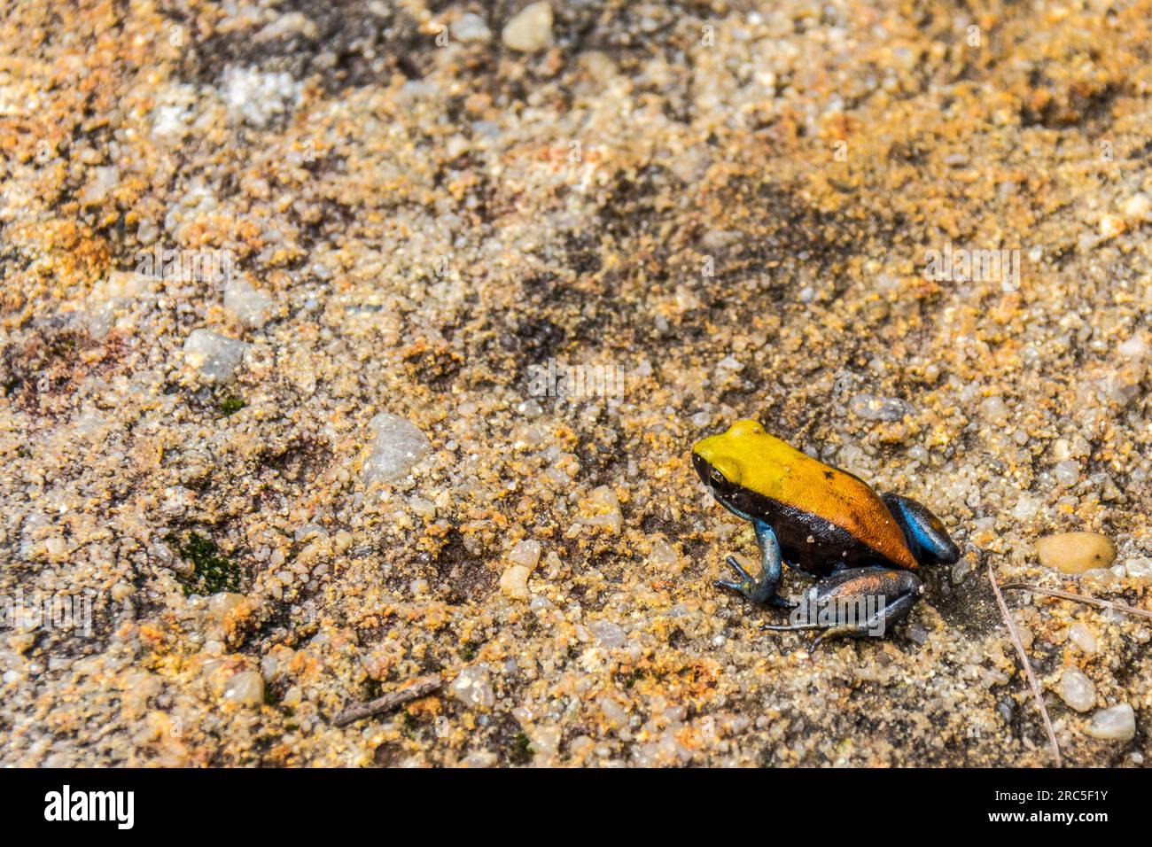Blue legged mantella hi-res stock photography and images - Alamy
