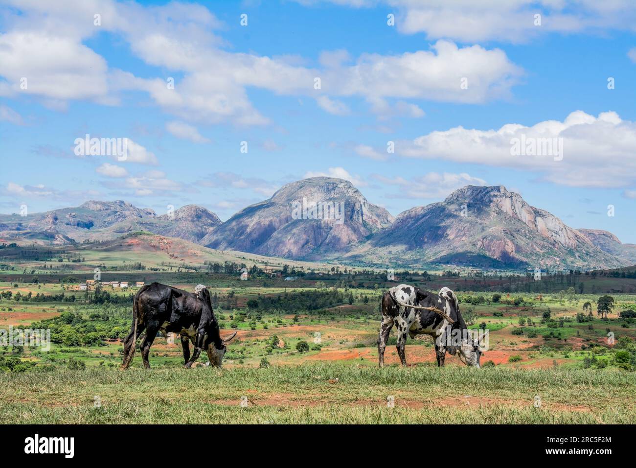 Ambalavao Cattle Market, Madagascar Stock Photo - Alamy