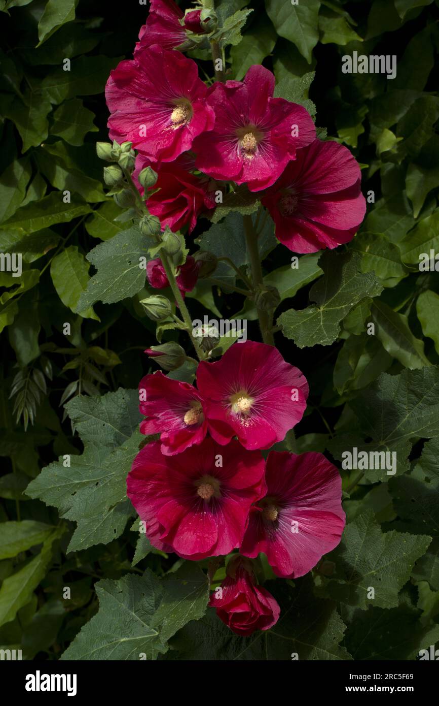 Red Hollyhock Alcea Stock Photo - Alamy