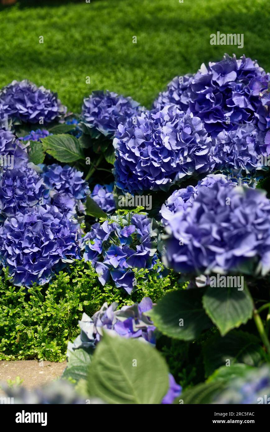 Hydrangea garden path hi-res stock photography and images - Alamy