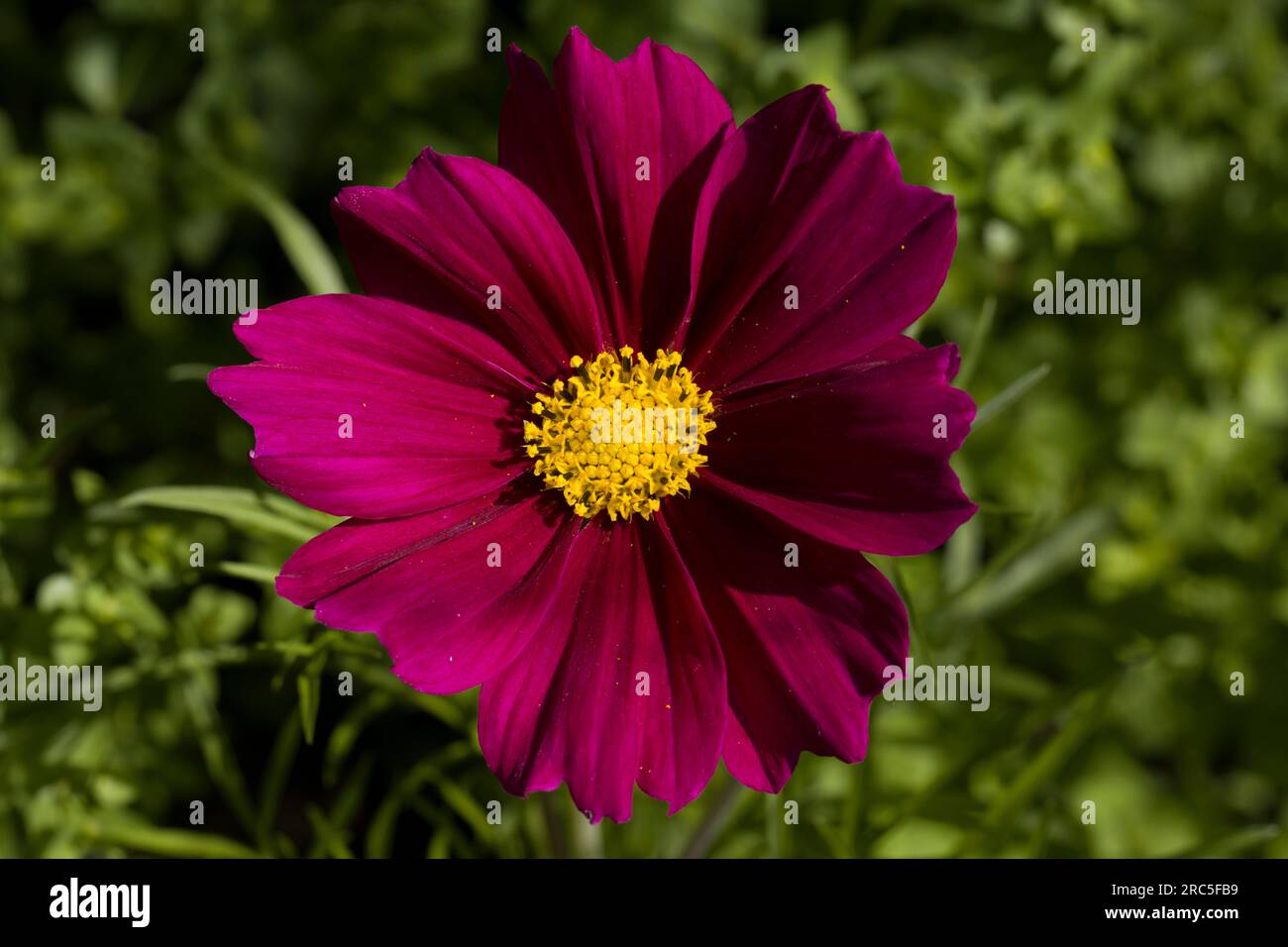 Red Cosmos Daisy Stock Photo - Alamy