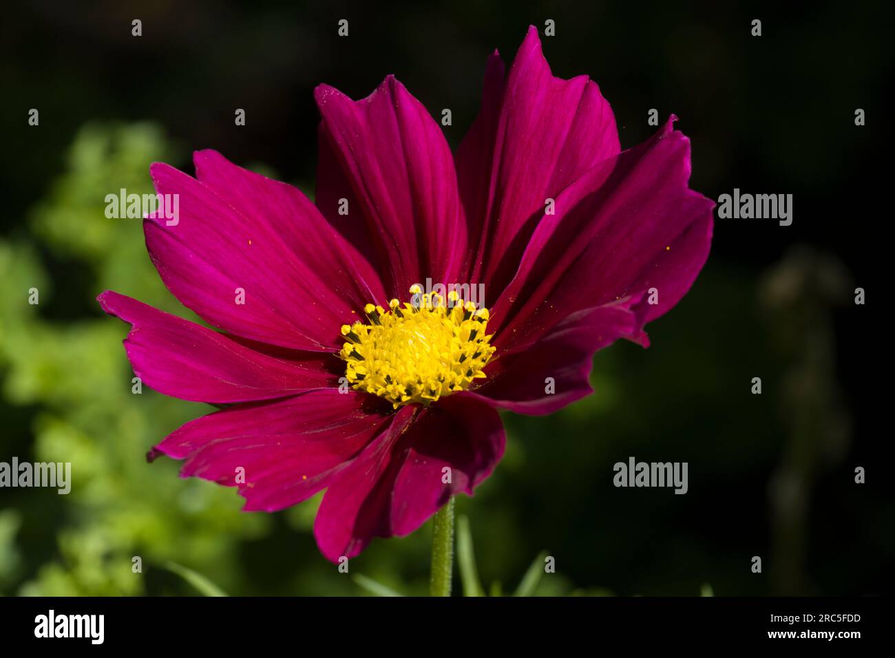 Red Cosmos Daisy Stock Photo - Alamy