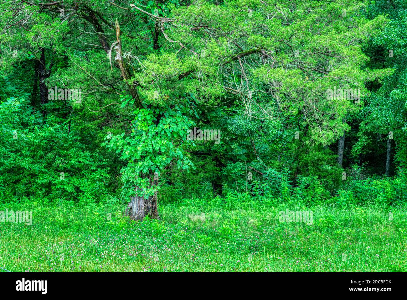 Overgrowth body hi-res stock photography and images - Alamy