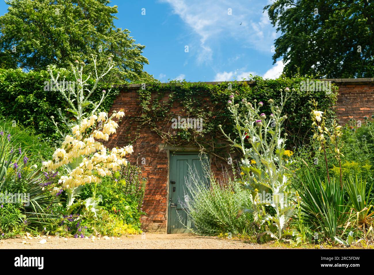 Wild flowers in english garden hi-res stock photography and images - Alamy