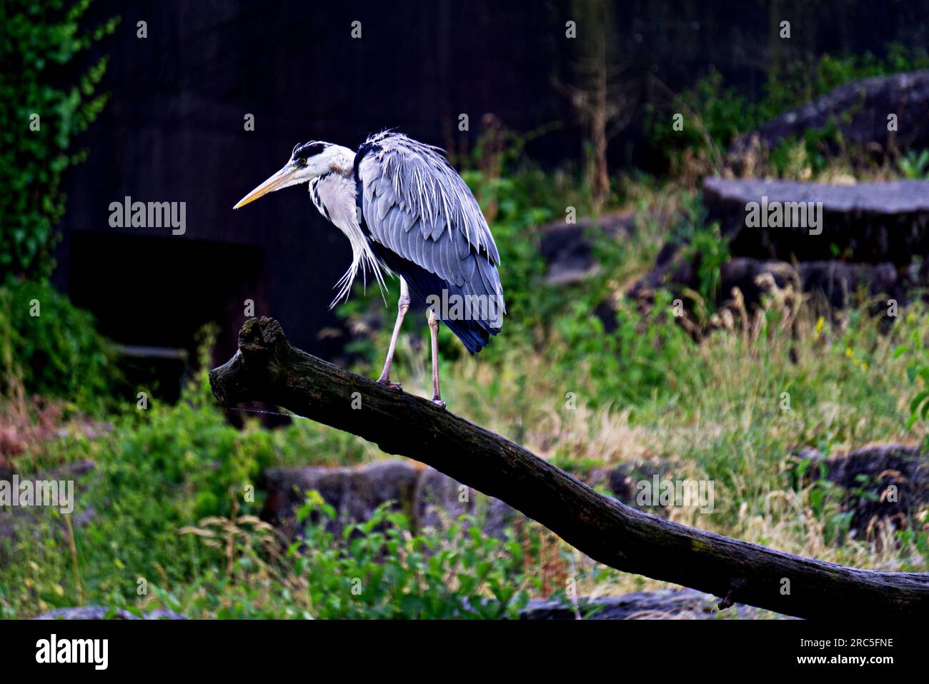 Heron sitting on rock hi-res stock photography and images - Alamy