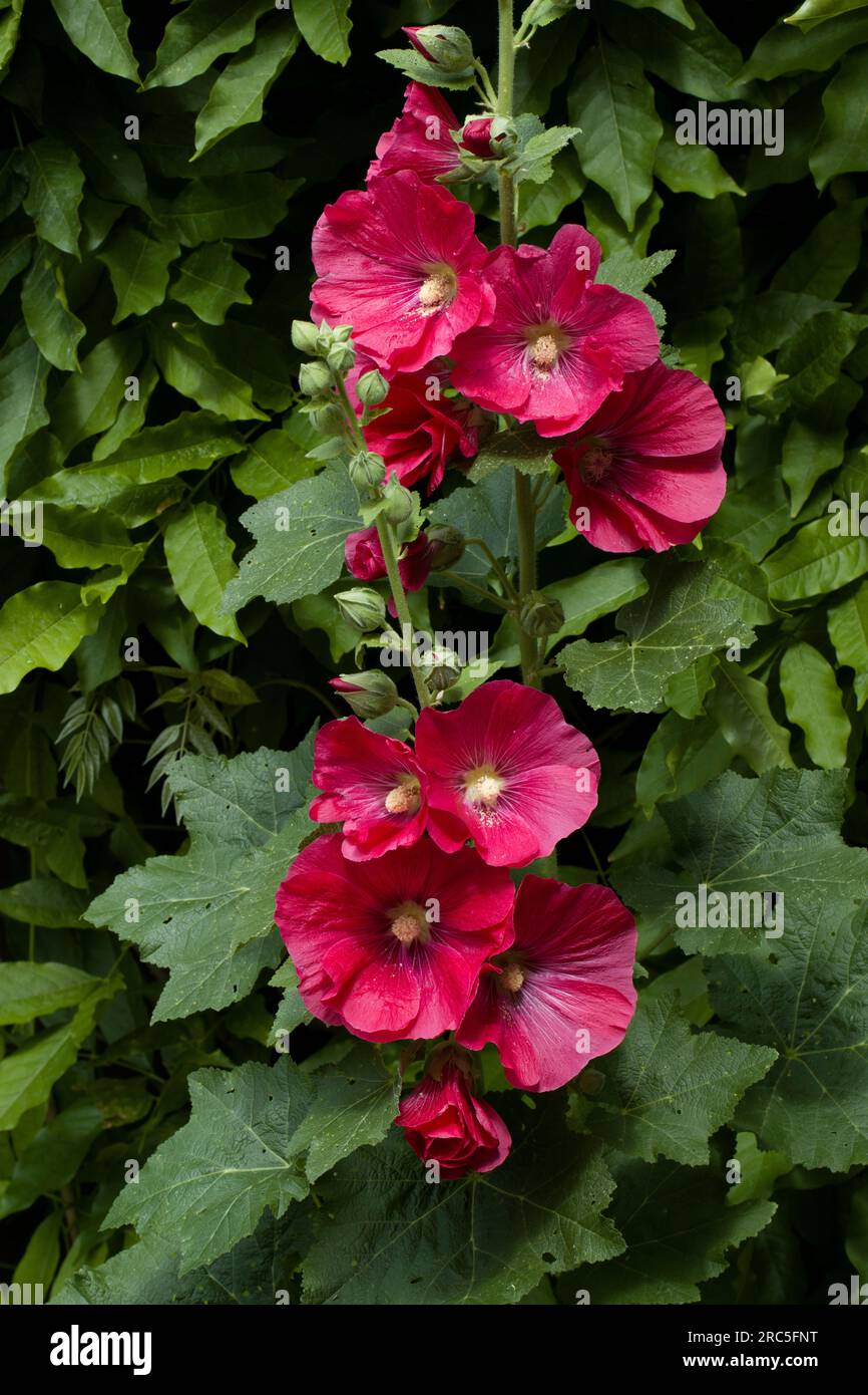 Hollyhocks alcea hi-res stock photography and images - Alamy