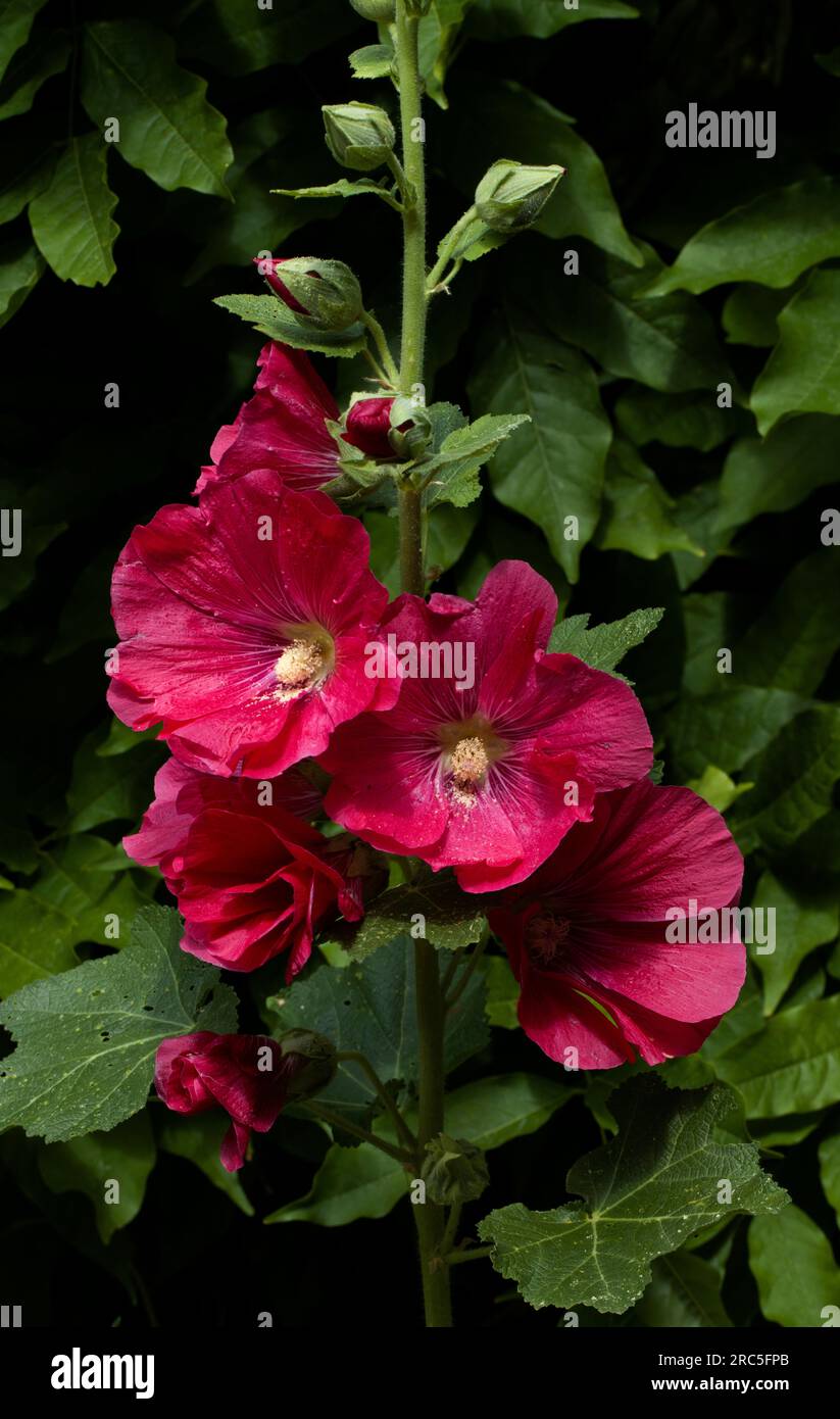 Peticles hi-res stock photography and images - Alamy