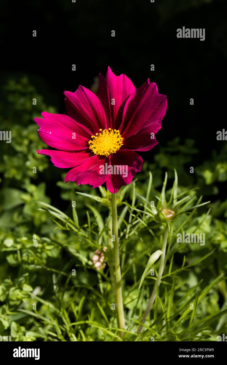 Annual daisy hi-res stock photography and images - Alamy