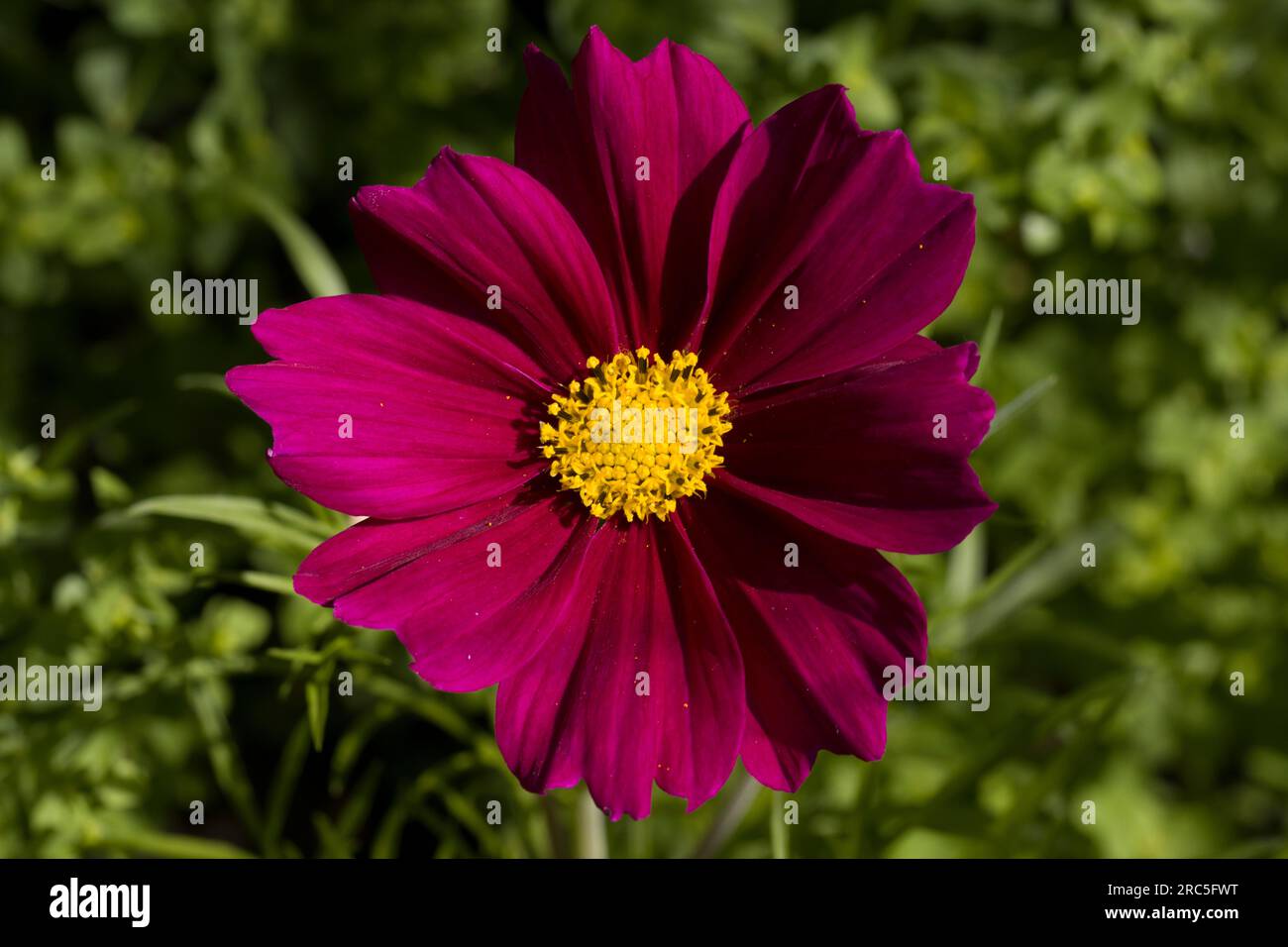 Red Cosmos Daisy Stock Photo - Alamy