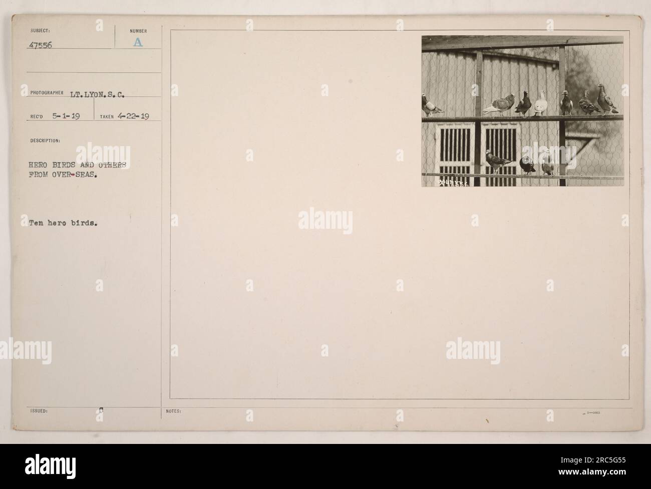 A group of ten hero birds that were brought back from overseas during ...