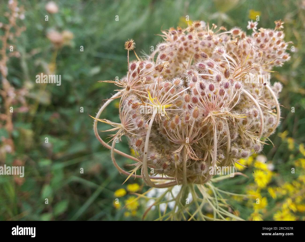 Flowering Daucus carota in the meadow, close-up, dry flower Stock Photo ...