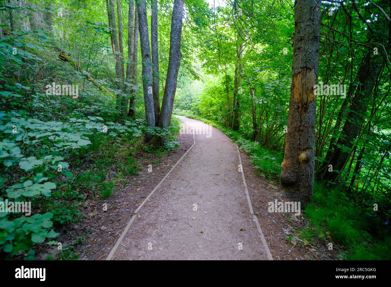 A forest path in a green forest between trees. A road, a path with a ...