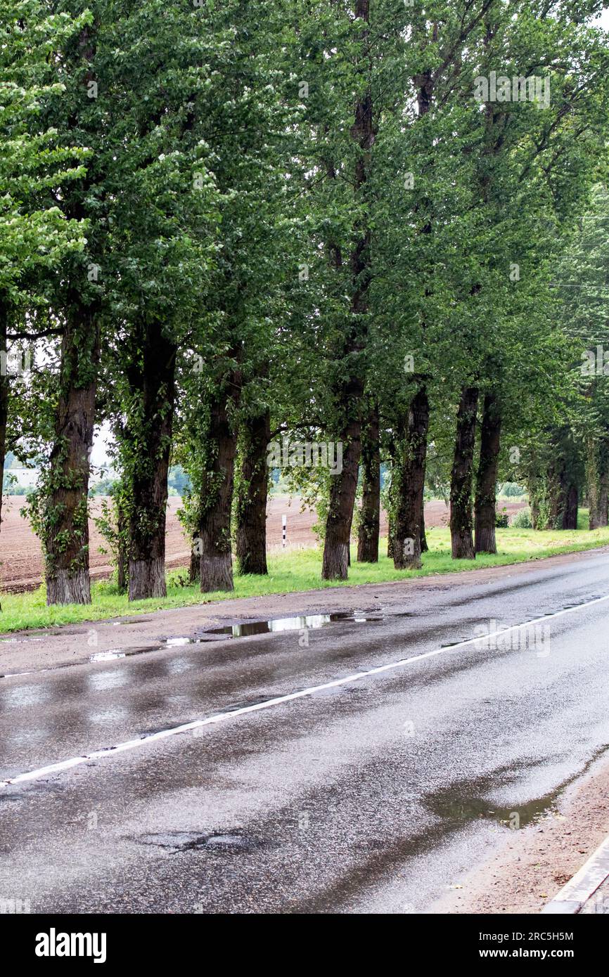 Green trees along the road and wet asphalt Stock Photo - Alamy