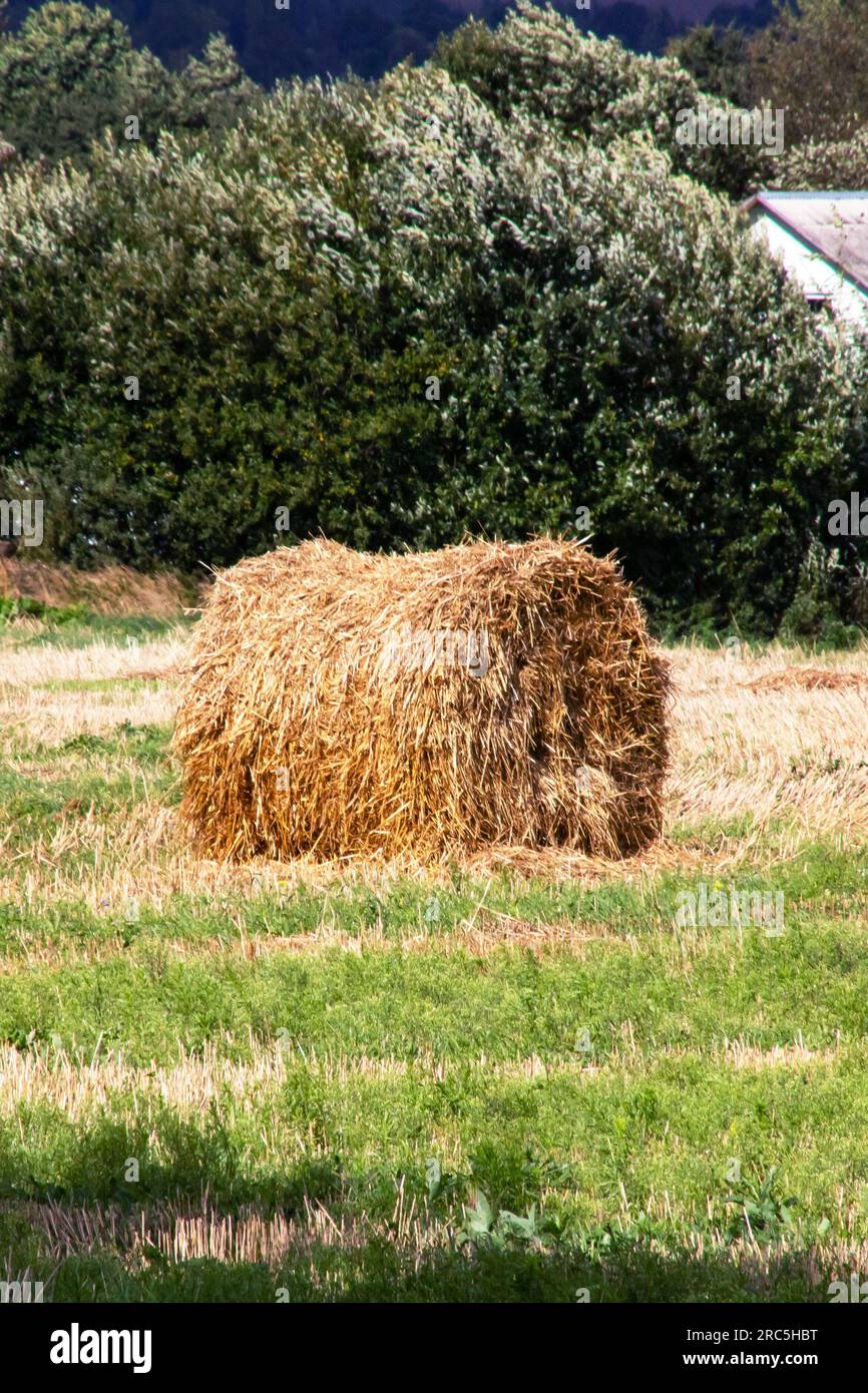 A shock of dry straw lies in the field Stock Photo - Alamy