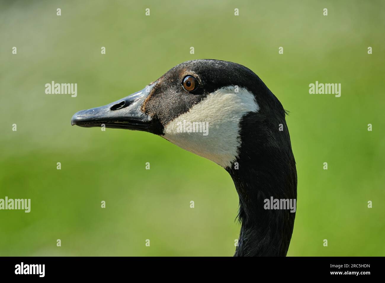 Canada goose head hi-res stock photography and images - Alamy