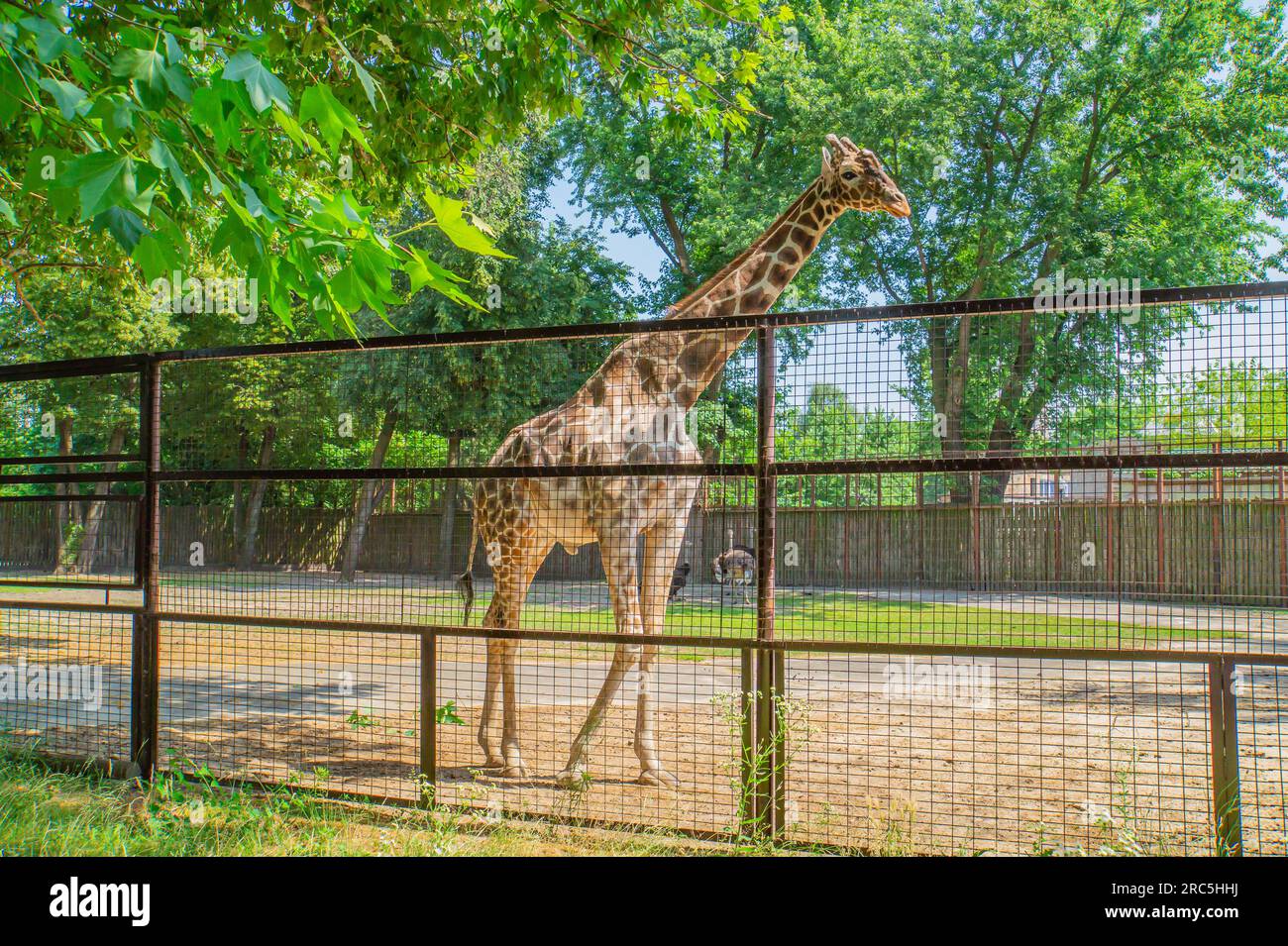 Giraffe stands hi-res stock photography and images - Alamy
