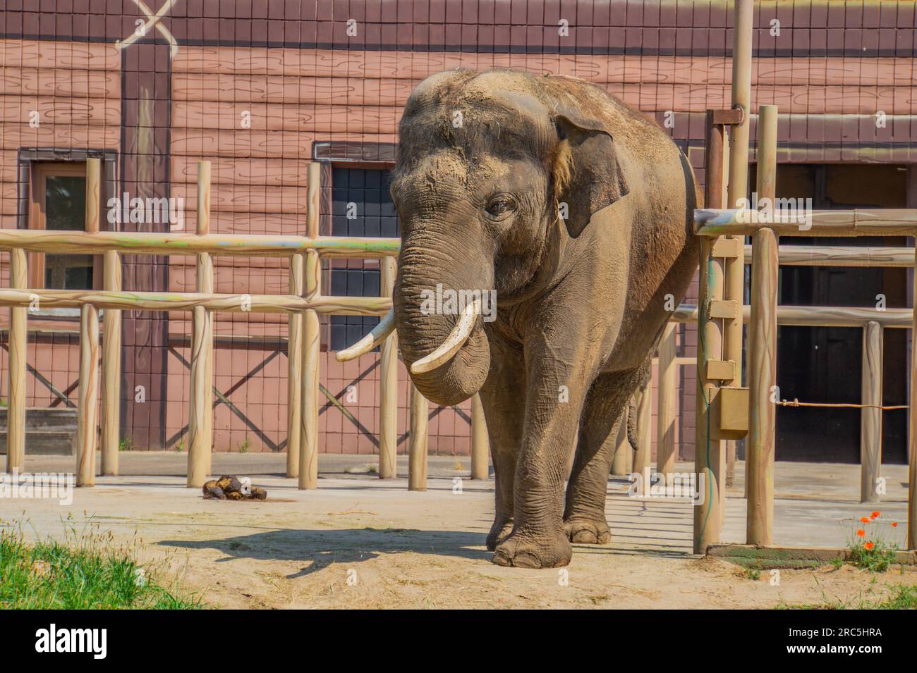 Elephant in the Kiev zoo, full side view photo Stock Photo - Alamy