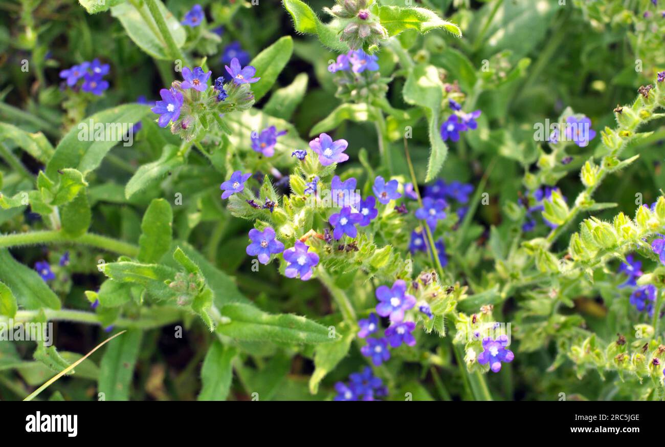 Anchusa arvensis hi-res stock photography and images - Alamy