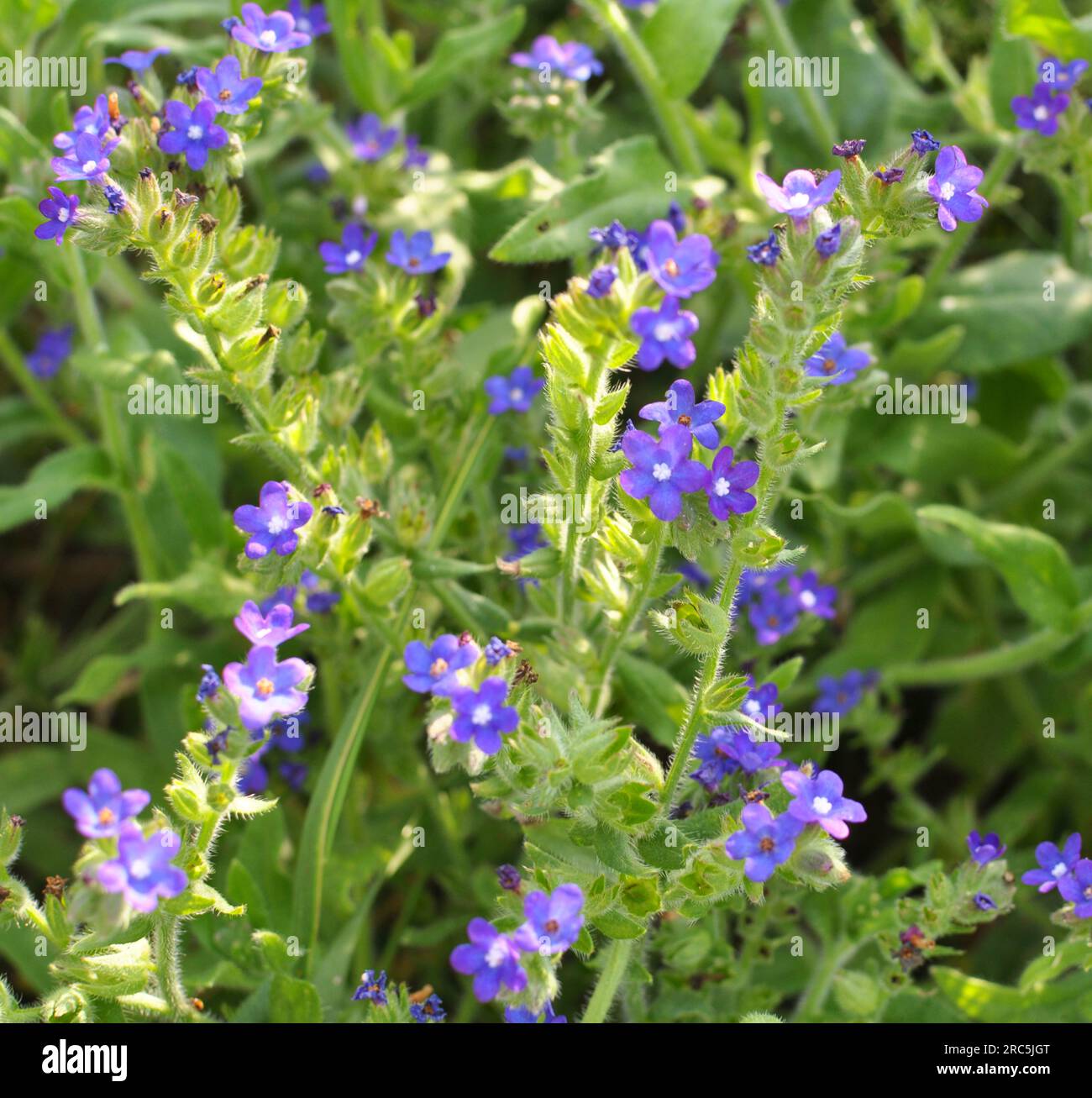 Anchusa arvensis hi-res stock photography and images - Alamy