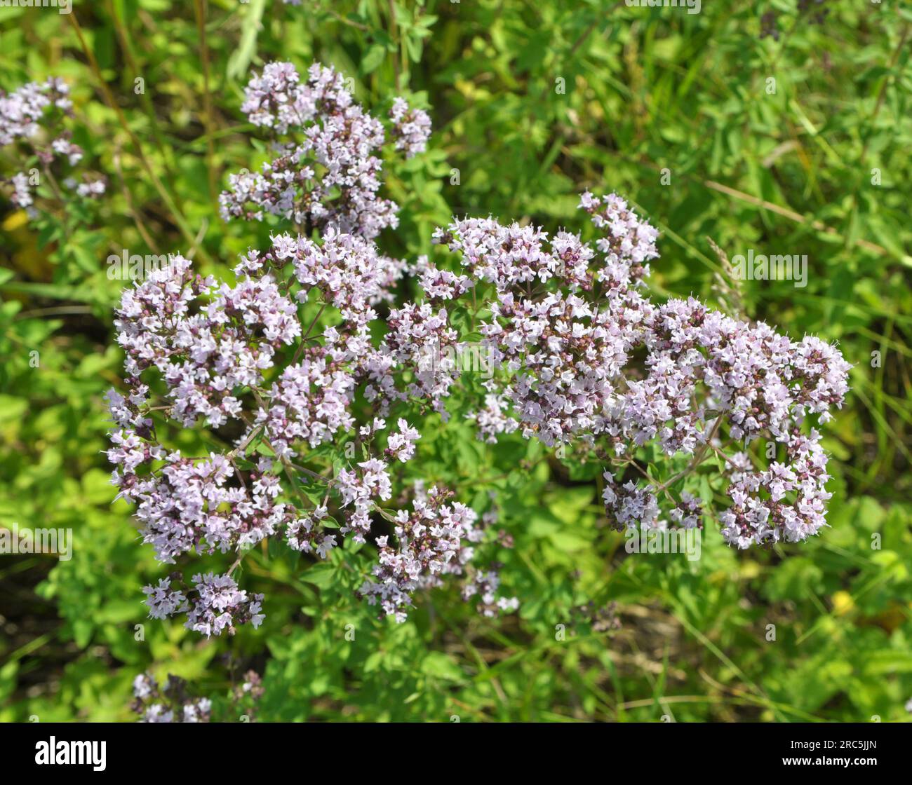 My Oregano Is Flowering _ What To Do With Oregano Flowers – UKOBBQ