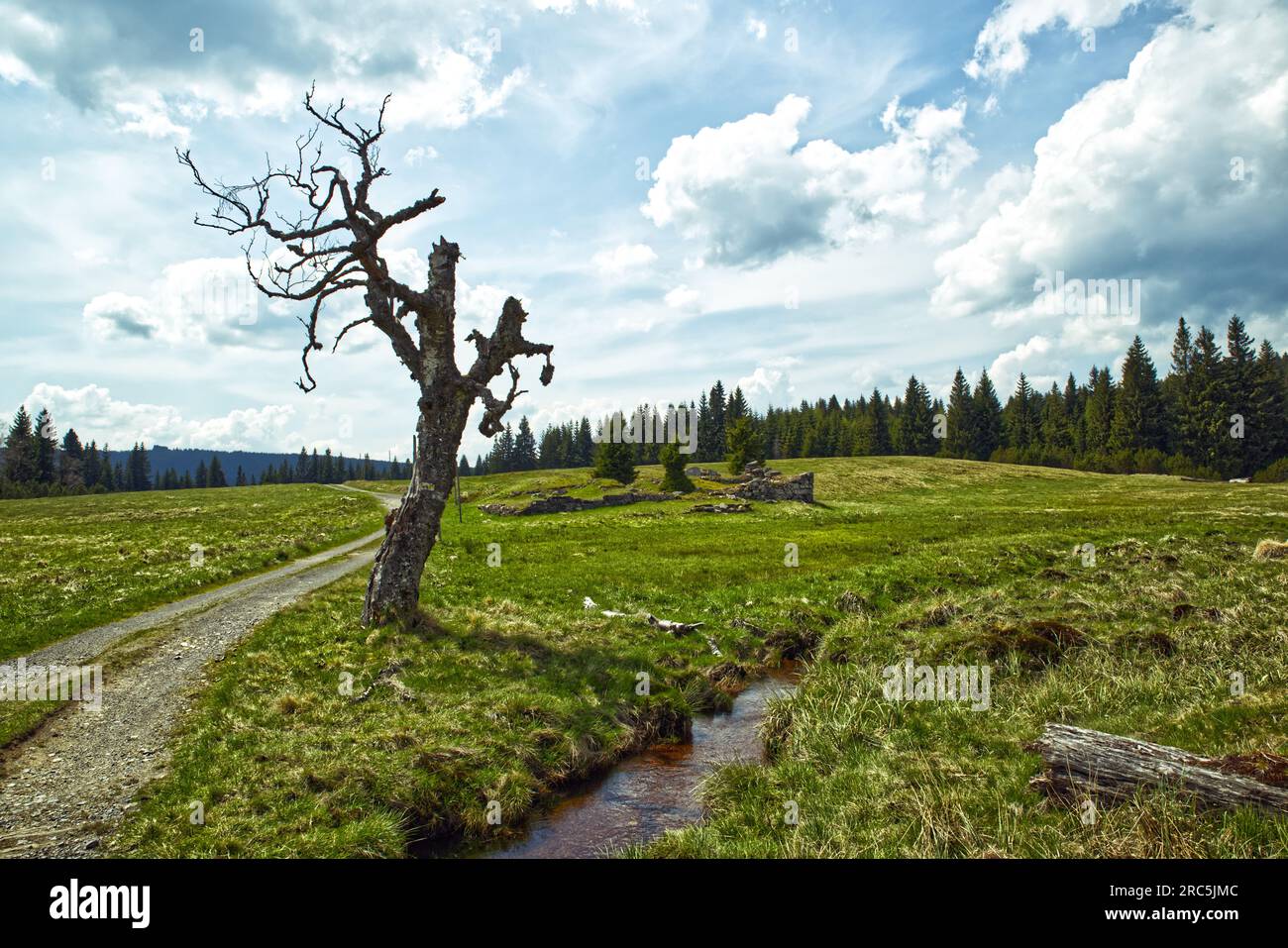 Dry tree in the green field, blue cloudy sky, rural road, forest and ...