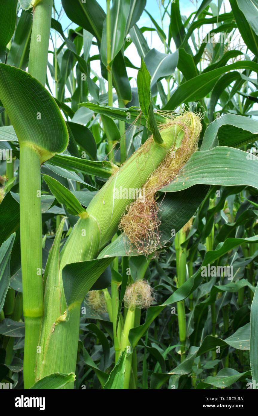 In the summer on a young stalk of corn ripens cob Stock Photo - Alamy