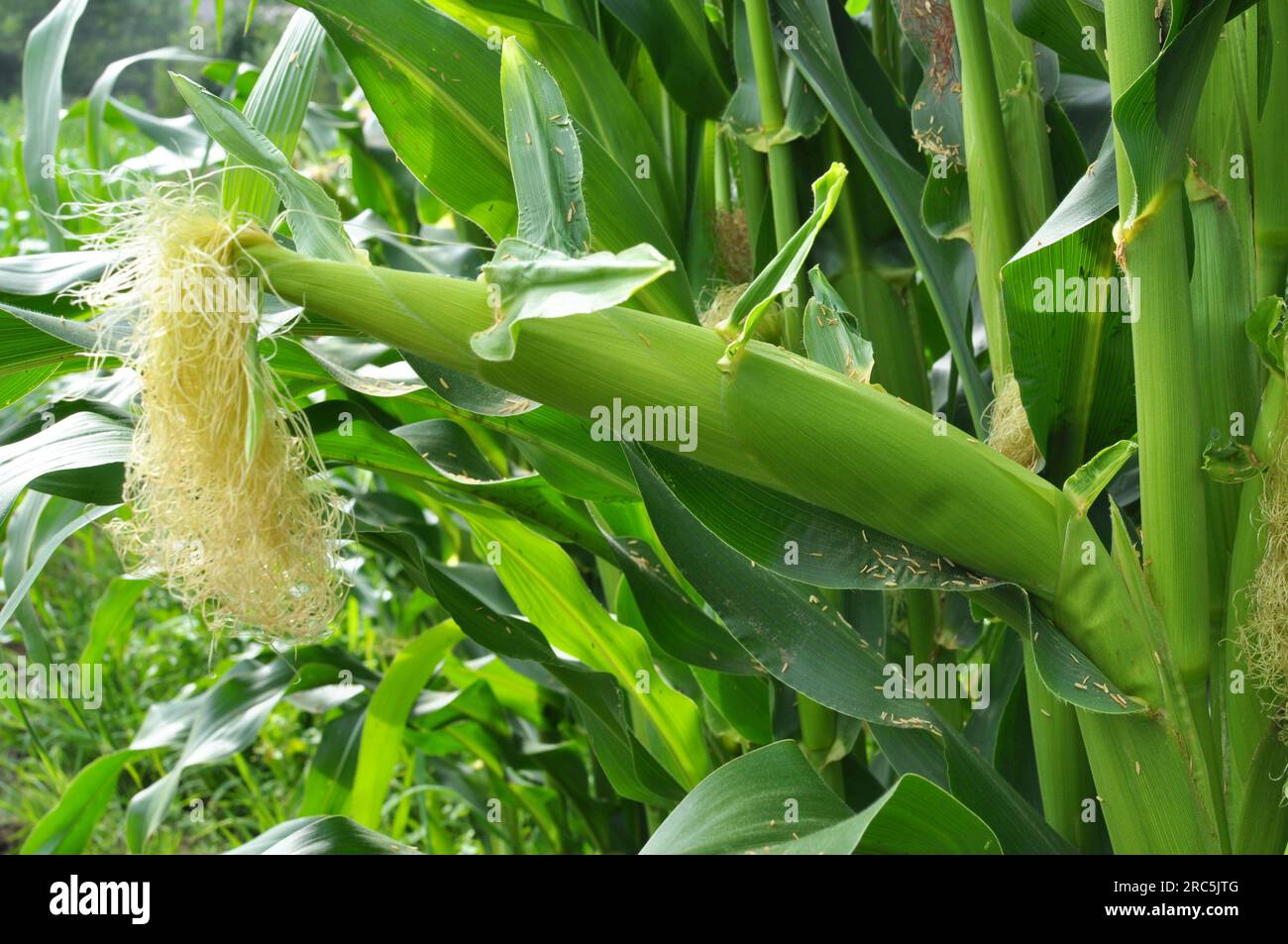 In the summer on a young stalk of corn ripens cob Stock Photo - Alamy