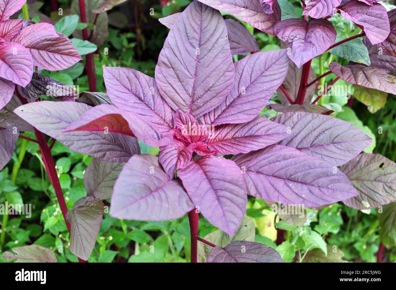 Amaranth leaves hi-res stock photography and images - Alamy