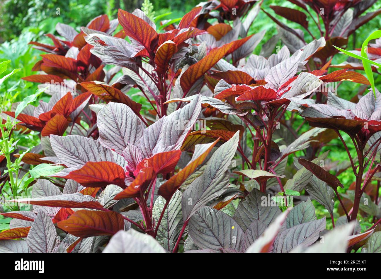 Amaranth leaves hi-res stock photography and images - Alamy