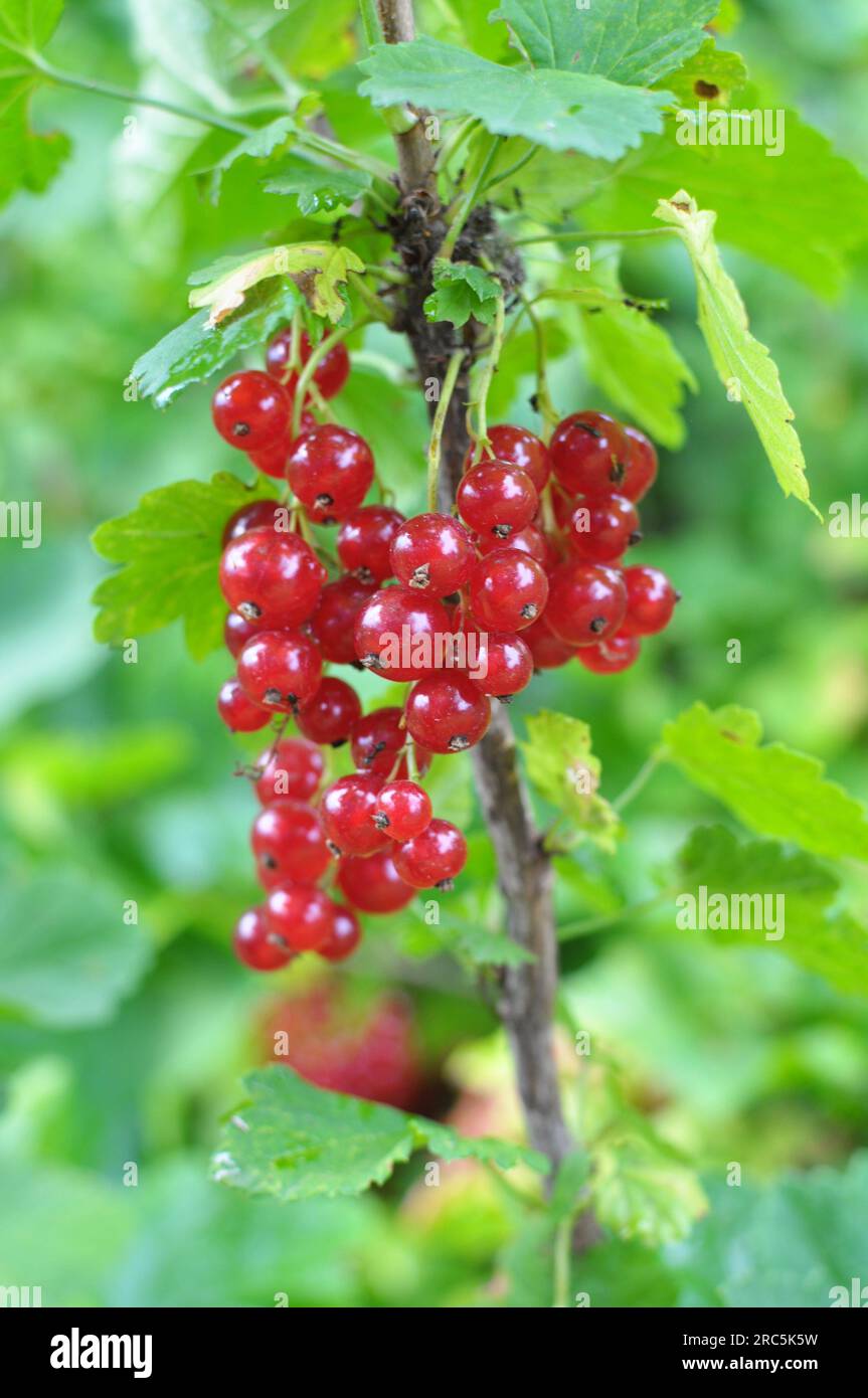 On the branch bush berries are ripe red currant (Ribes rubrum Stock ...