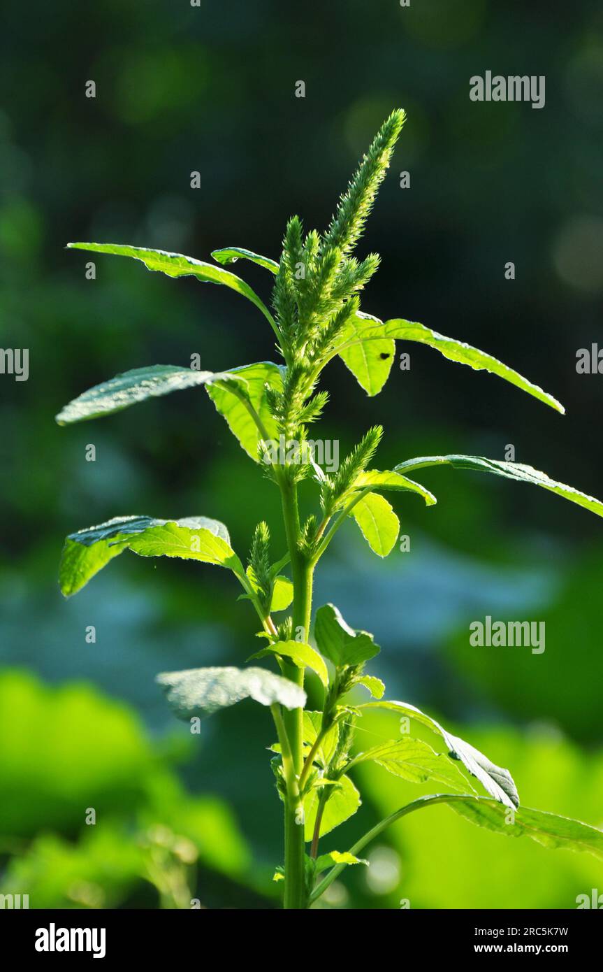 In nature, in the field, like a weed, grows common amaranthus Stock ...
