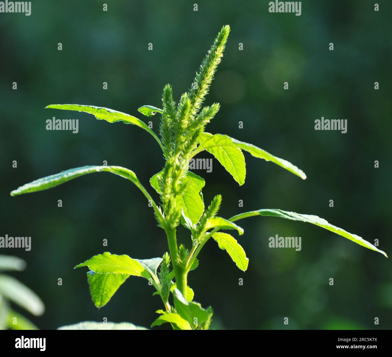 In nature, in the field, like a weed, grows common amaranthus Stock ...