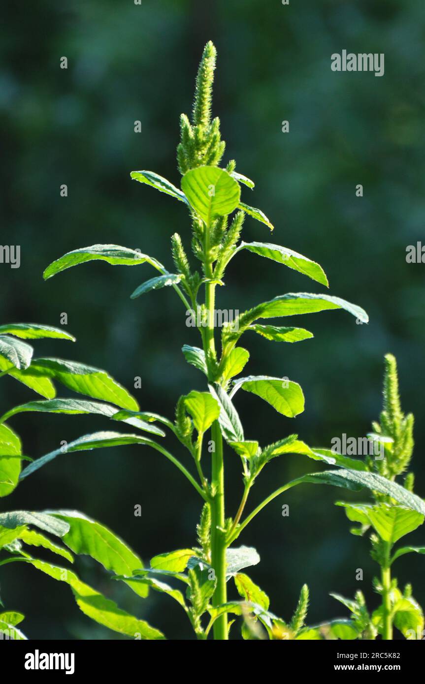 In nature, in the field, like a weed, grows common amaranthus Stock ...