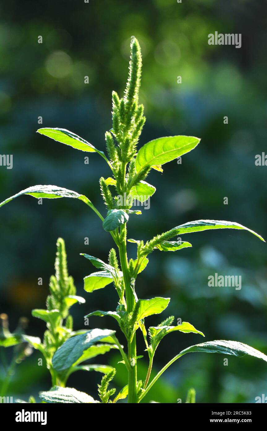 In nature, in the field, like a weed, grows common amaranthus Stock ...
