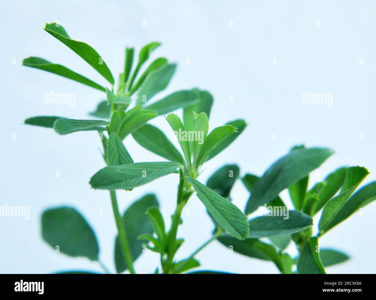 Alfalfa plant hi-res stock photography and images - Alamy