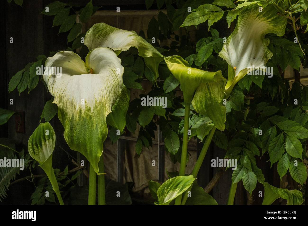 A group of Calla Lilies in a garden at Deetjen's Big Sur Inn on highway ...