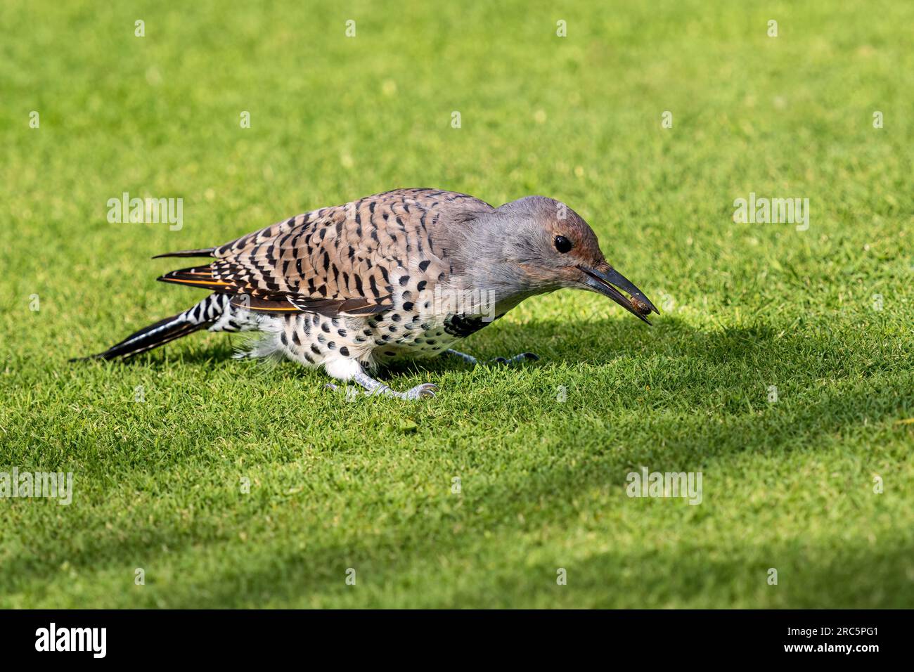 A Northern Flicker has successfully pulled a grub out of the ground ...