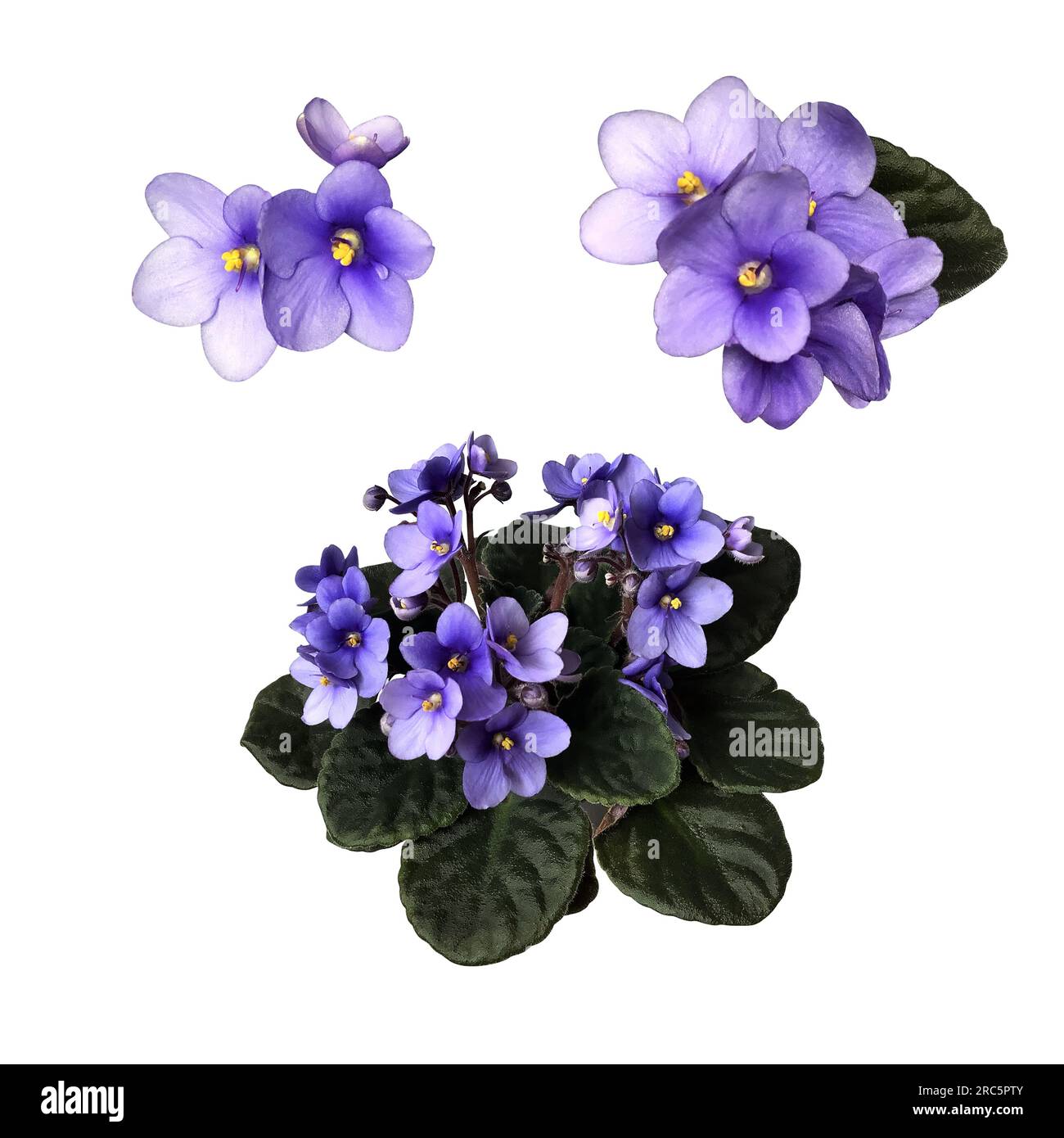 Violet viola flowers set with leaves in pot, home plant isolated object ... Violet viola flowers set with leaves in pot, home plant isolated object ...