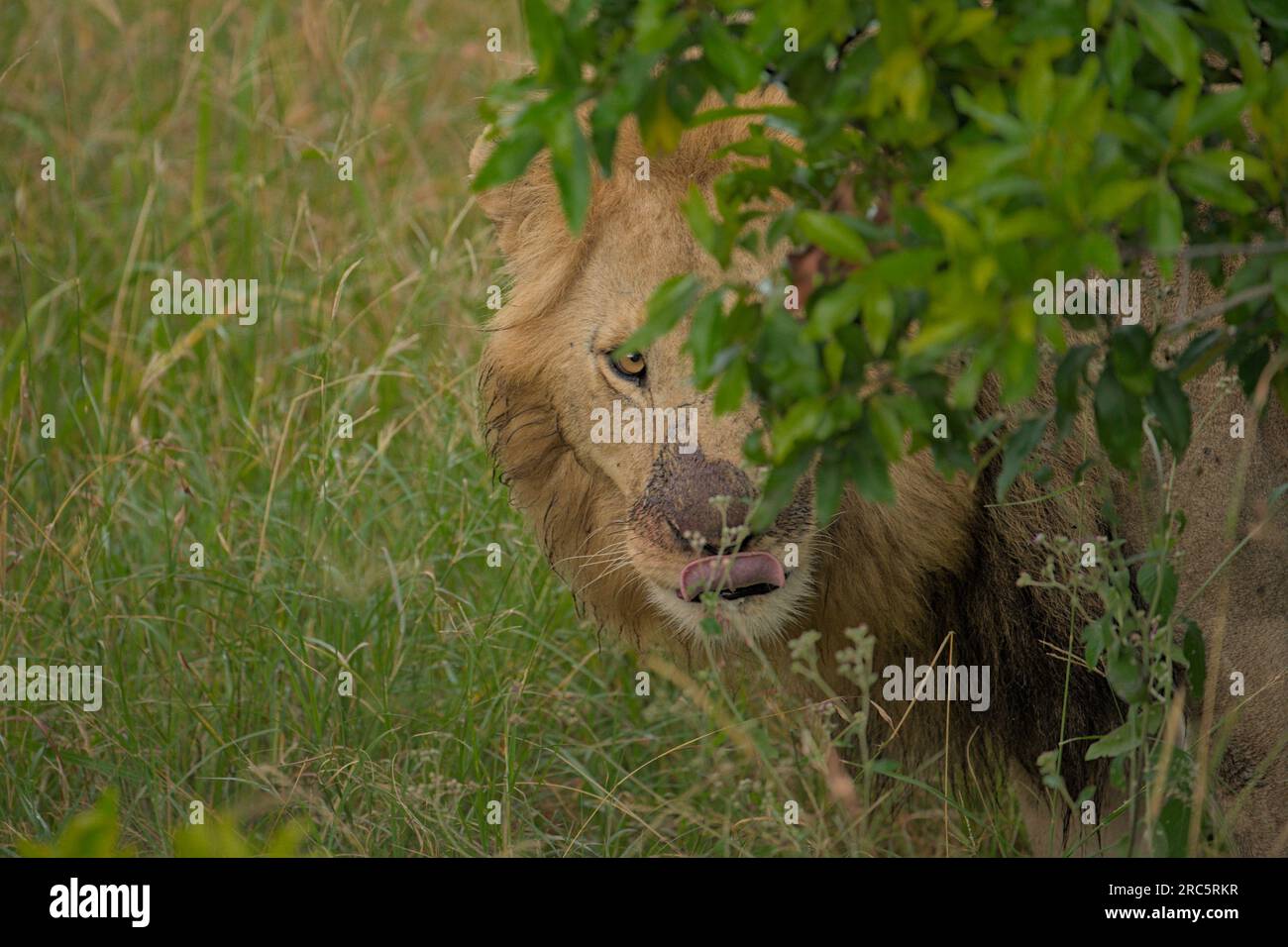 African male lion behind hi-res stock photography and images - Alamy
