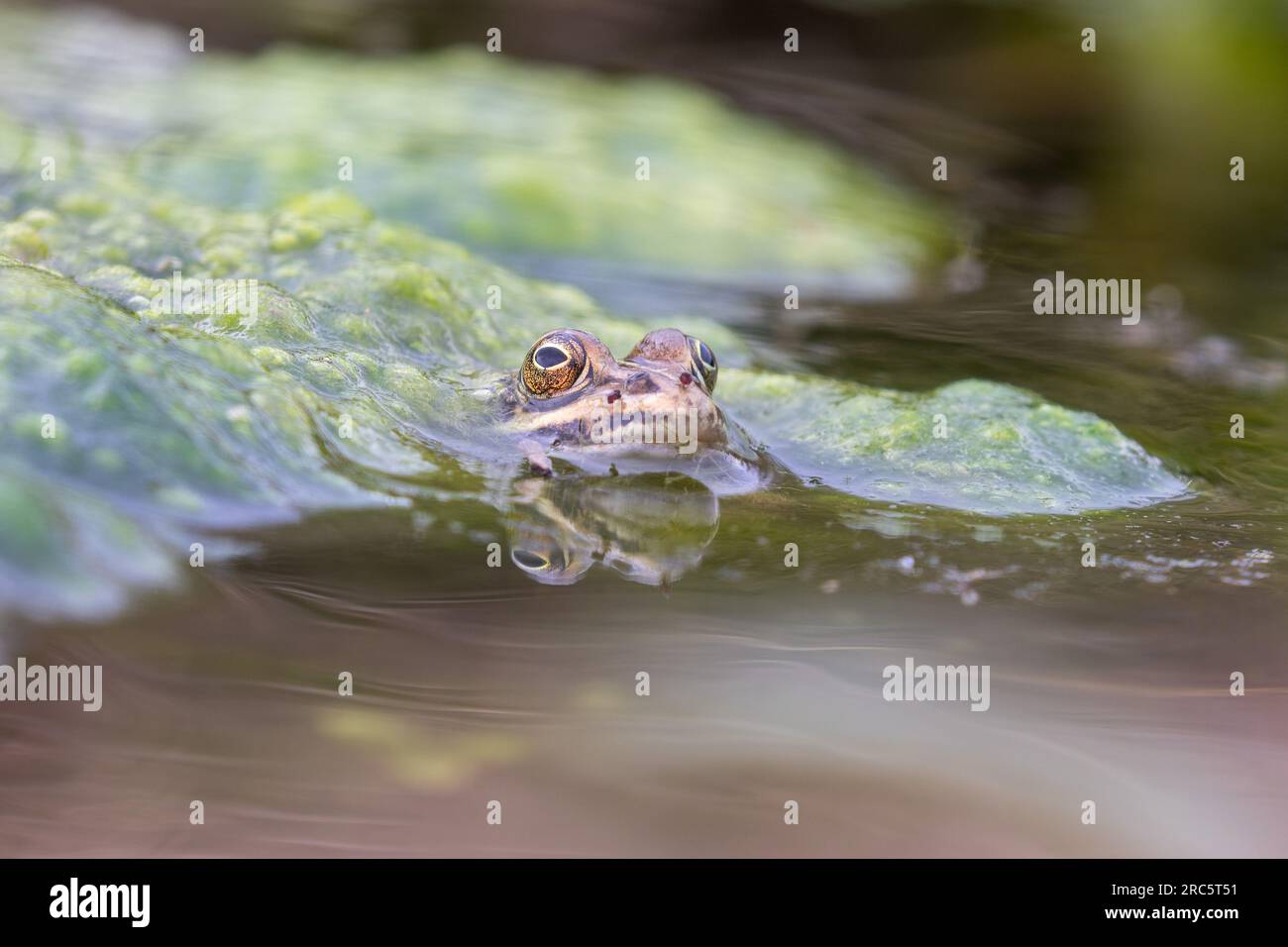 Amphibian italy hi-res stock photography and images - Alamy