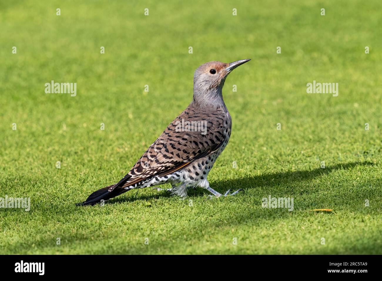 Female northern flicker hi-res stock photography and images - Alamy